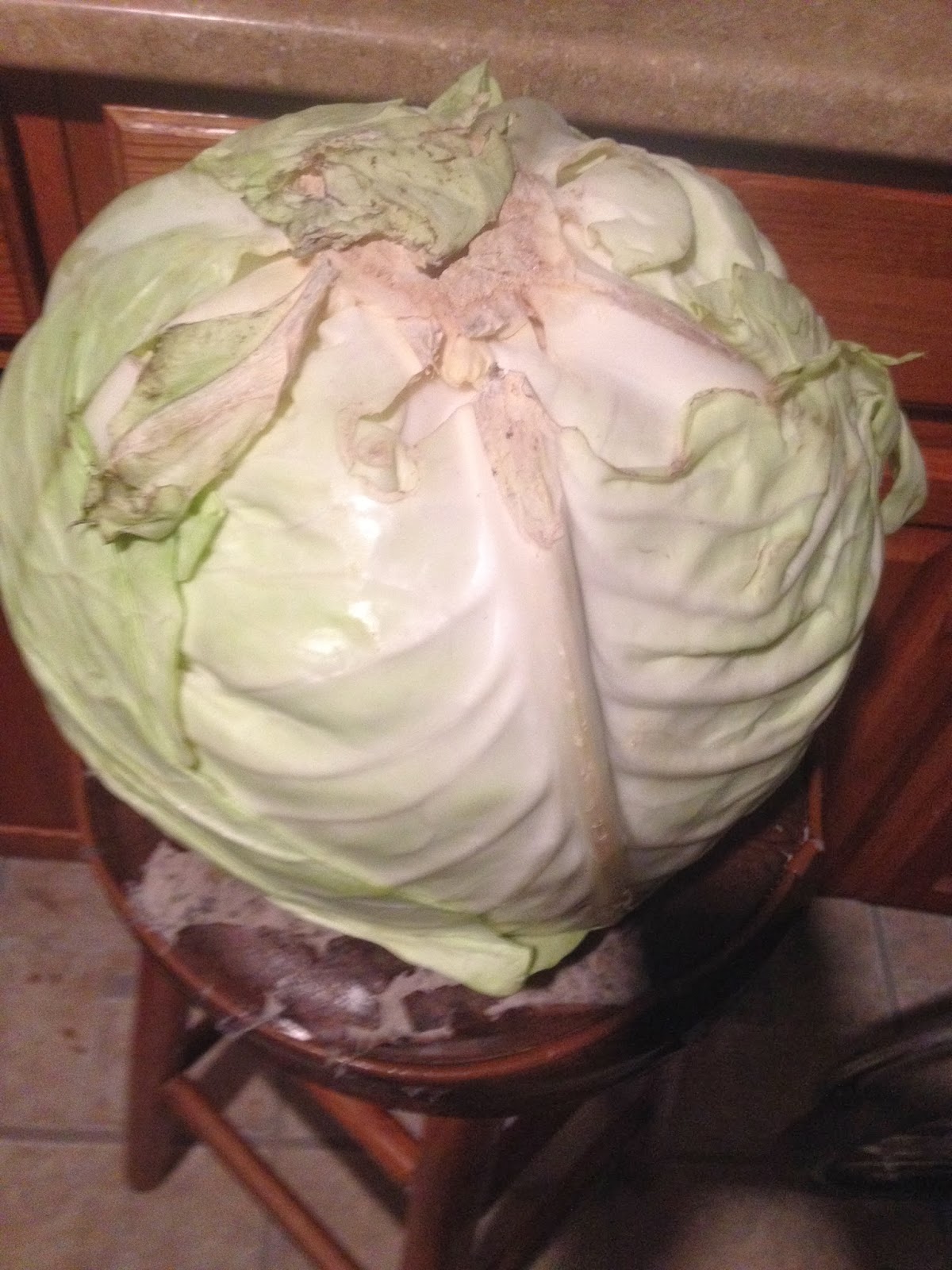 Maggie's Milk: Fermented Cabbage Experiment...aka Sauerkraut!